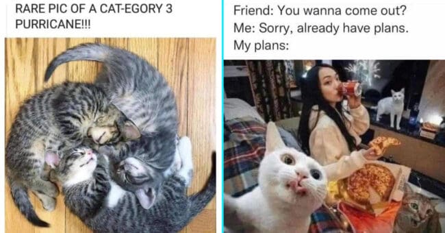 45 Funny Cat Memes That Will Make You Purr With Laughter (October 1, 2024)