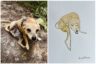 40 Terrible Drawings Of Beloved Animals From "Pet Portraits By Hercule"