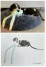 40 Terrible Drawings Of Beloved Animals From "Pet Portraits By Hercule"