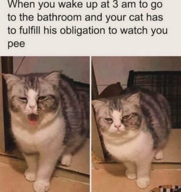 50 Funny Cat Pictures That Prove Cats Are Always Up To Something ...