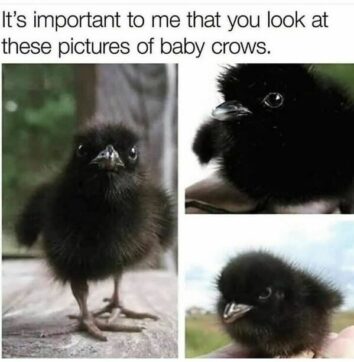 45 Funny Memes For Goths Who Like Their Humor And Wardrobe Dark