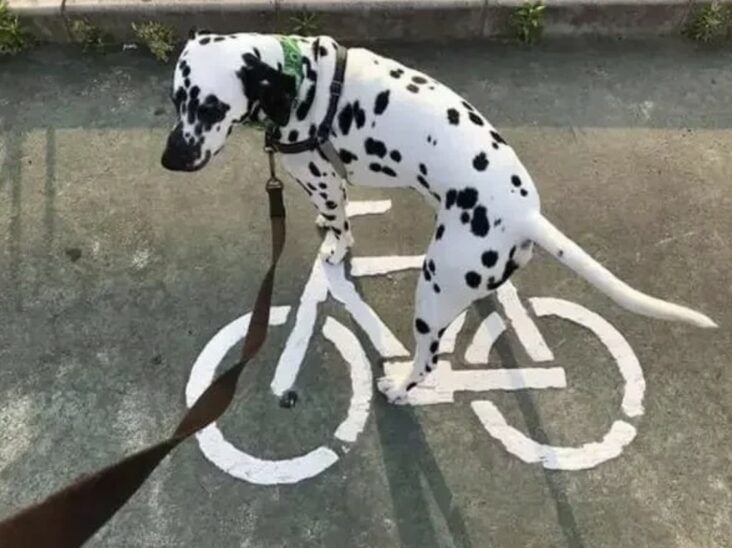 37 Funny Images From Confusing Perspectives That'll Take You A Sec To ...