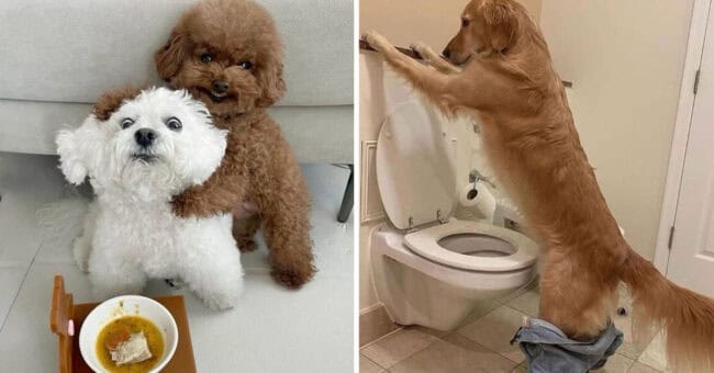 50 Howlariously Funny Out-Of-Context Dog Pictures That'll Leave You ...