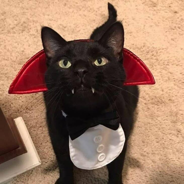 30 Funny Pictures Of Spooky Cats Celebrating With Some Halloween Mischief