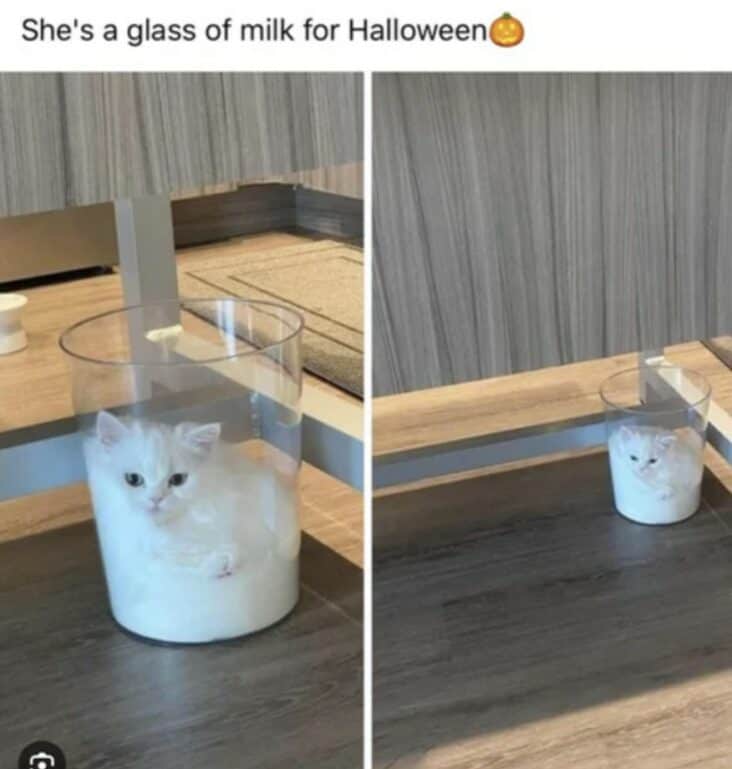 30 Funny Pictures Of Spooky Cats Celebrating With Some Halloween Mischief