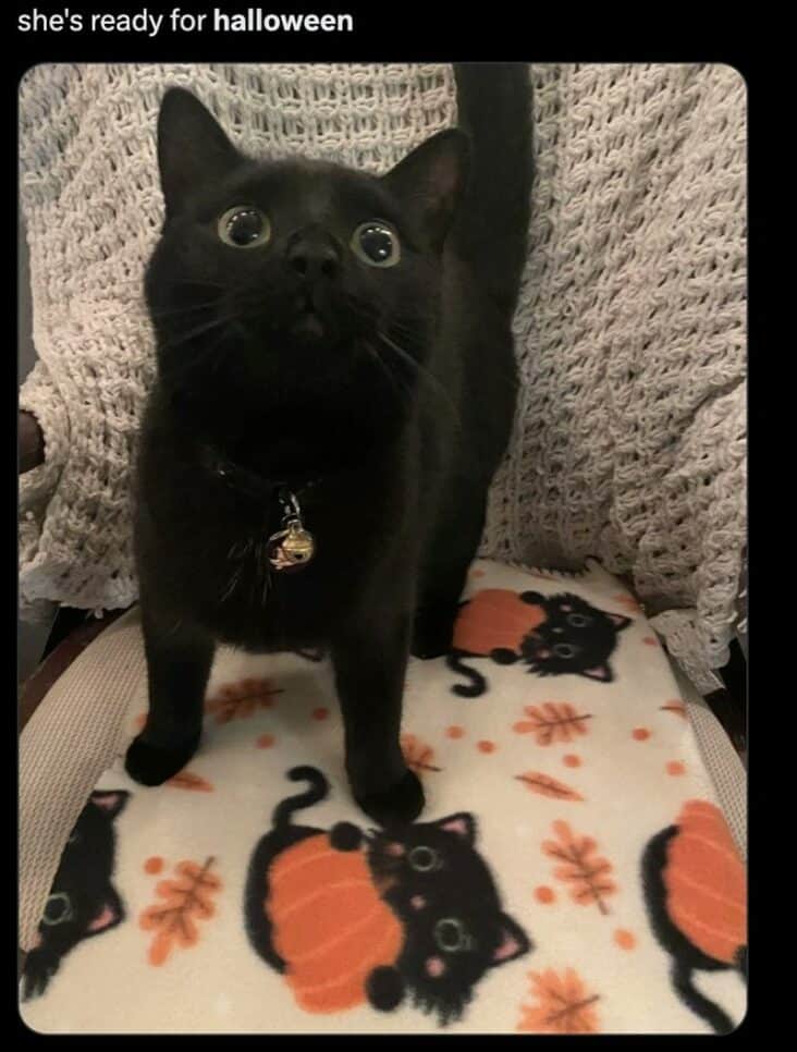 30 Funny Pictures Of Spooky Cats Celebrating With Some Halloween Mischief