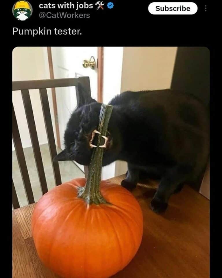 30 Funny Pictures Of Spooky Cats Celebrating With Some Halloween Mischief