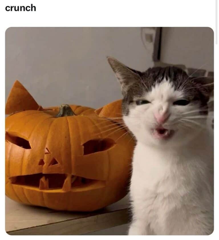 30 Funny Pictures Of Spooky Cats Celebrating With Some Halloween Mischief