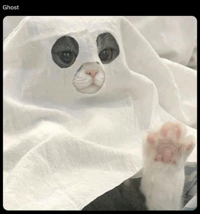 30 Funny Pictures Of Spooky Cats Celebrating With Some Halloween Mischief