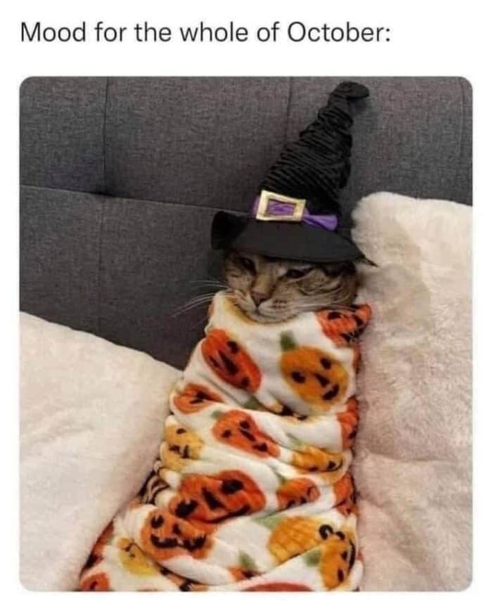 30 Funny Pictures Of Spooky Cats Celebrating With Some Halloween Mischief