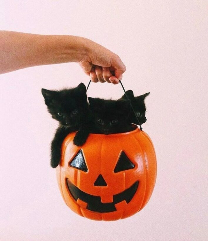 30 Funny Pictures Of Spooky Cats Celebrating With Some Halloween Mischief