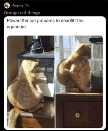 43 Funniest Pictures From The Depths Of Reddit This Week