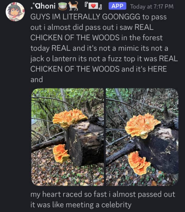 25 Funny Pictures Of Wild Discord Screenshots From A Crazy Corner Of ...