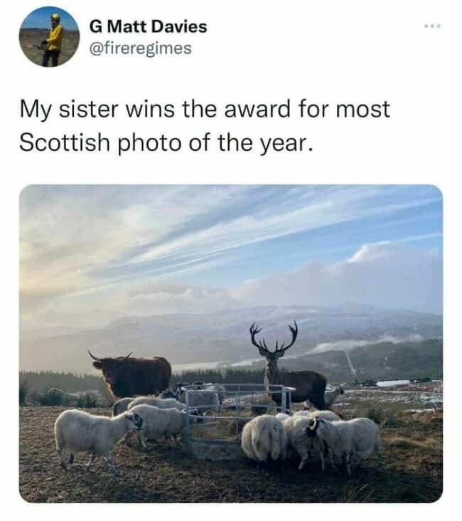 45+ Funniest Tweets From Scottish People Everyone Can Enjoy (Except The ...