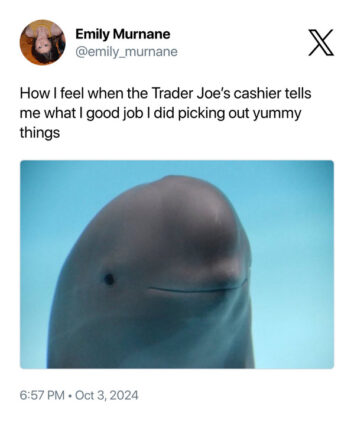 30 Funny Smiling Dolphin Memes That Are Taking Over The Internet