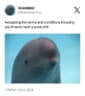 30 Funny Smiling Dolphin Memes That Are Taking Over The Internet