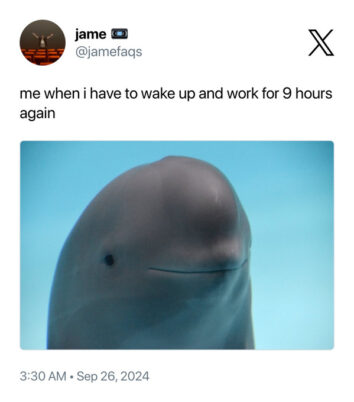 30 Funny Smiling Dolphin Memes That Are Taking Over The Internet