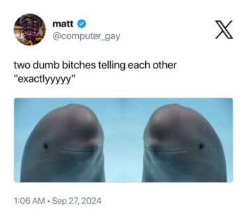 30 Funny Smiling Dolphin Memes That Are Taking Over The Internet