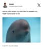 30 Funny Smiling Dolphin Memes That Are Taking Over The Internet