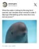 30 Funny Smiling Dolphin Memes That Are Taking Over The Internet