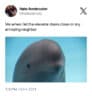 30 Funny Smiling Dolphin Memes That Are Taking Over The Internet