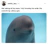 30 Funny Smiling Dolphin Memes That Are Taking Over The Internet