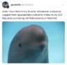 30 Funny Smiling Dolphin Memes That Are Taking Over The Internet