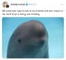 30 Funny Smiling Dolphin Memes That Are Taking Over The Internet