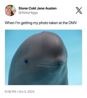 30 Funny Smiling Dolphin Memes That Are Taking Over The Internet