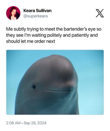 30 Funny Smiling Dolphin Memes That Are Taking Over The Internet