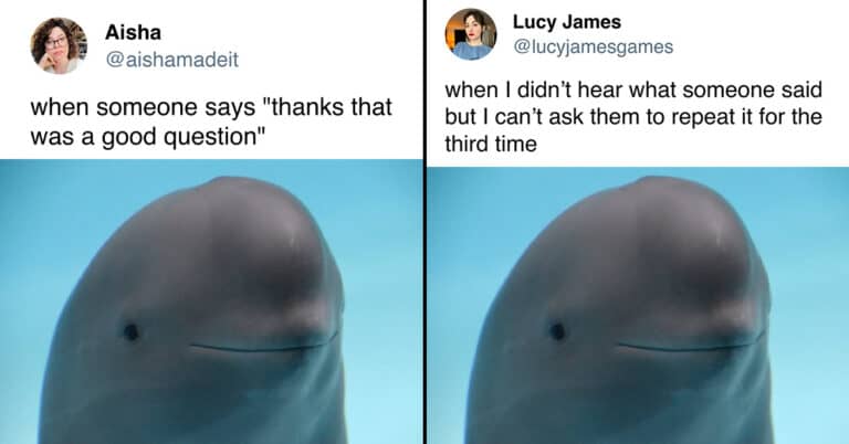 30 Funny Smiling Dolphin Memes That Are Taking Over The Internet