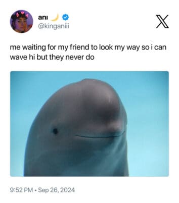 30 Funny Smiling Dolphin Memes That Are Taking Over The Internet
