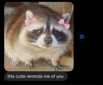 40 Filthy Raccoon Memes To Enjoy While You Stay Up All Night Eating Trash