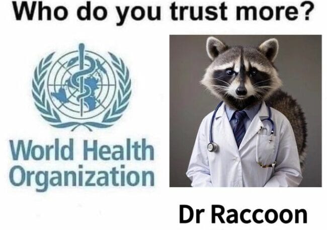 40 Filthy Raccoon Memes To Enjoy While You Stay Up All Night Eating Trash