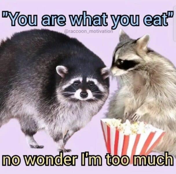 40 Filthy Raccoon Memes To Enjoy While You Stay Up All Night Eating Trash