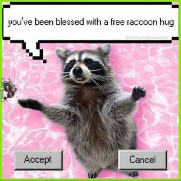 40 Filthy Raccoon Memes To Enjoy While You Stay Up All Night Eating Trash