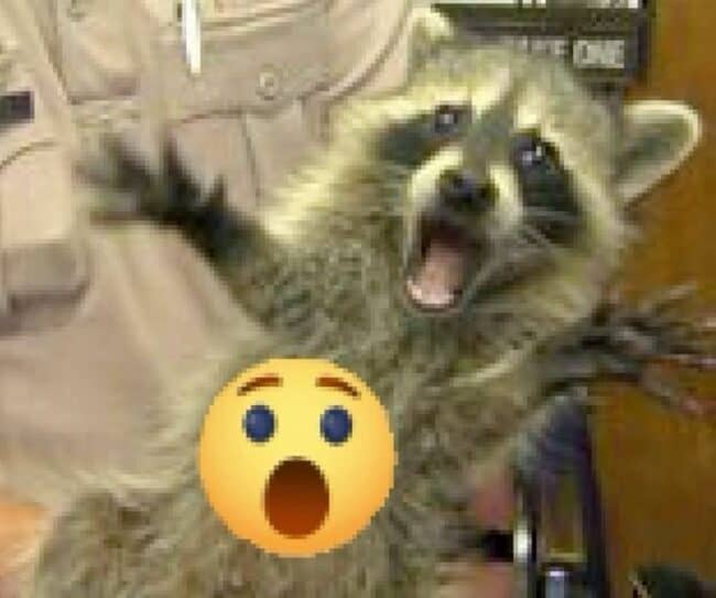 40 Filthy Raccoon Memes To Enjoy While You Stay Up All Night Eating Trash