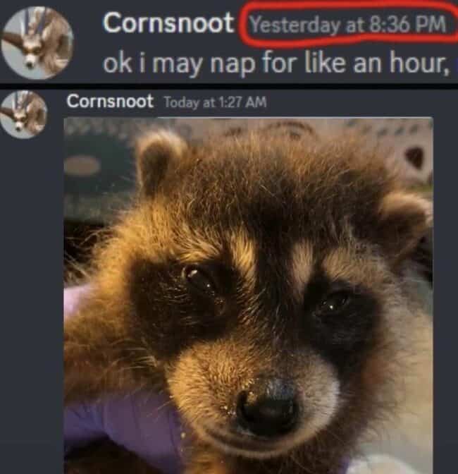 40 Filthy Raccoon Memes To Enjoy While You Stay Up All Night Eating Trash