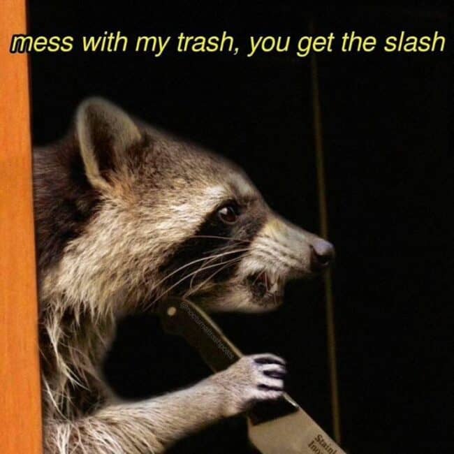 40 Filthy Raccoon Memes To Enjoy While You Stay Up All Night Eating Trash