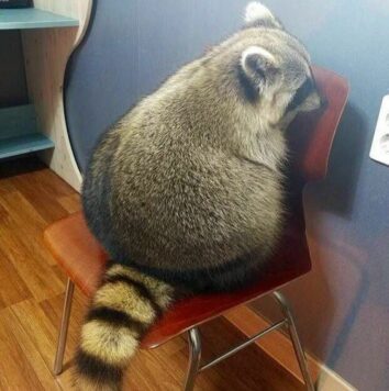 40 Filthy Raccoon Memes To Enjoy While You Stay Up All Night Eating Trash