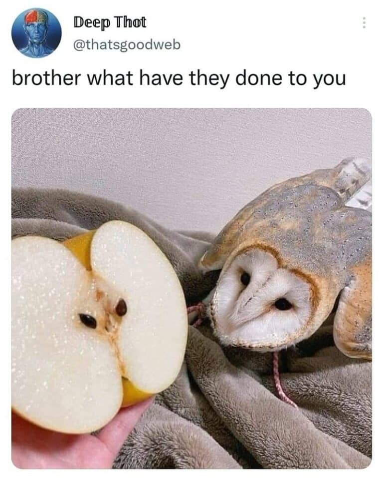 36 Memes That Have Your Back
