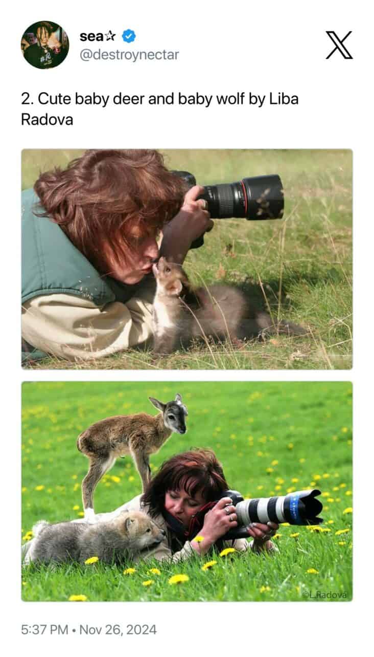 30 Times Animals Interrupted Wildlife Photographers And Made The Shot ...