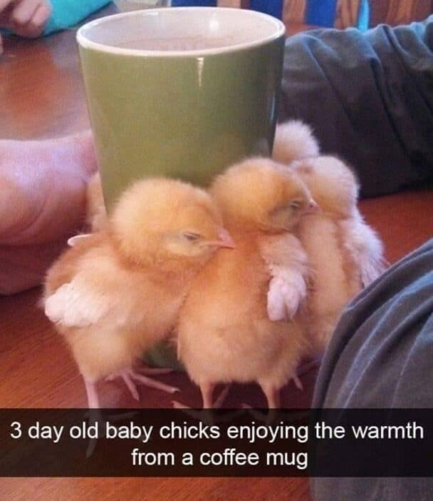 45 Funniest Animal Snapchats That Will Send You Soaring Over The ...