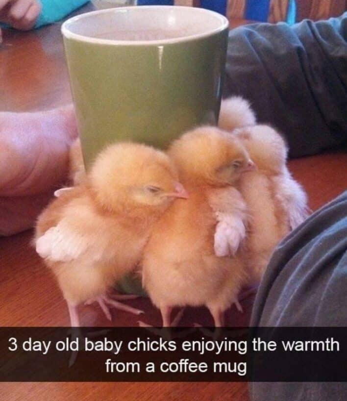 45 Funniest Animal Snapchats That Will Send You Soaring Over The ...