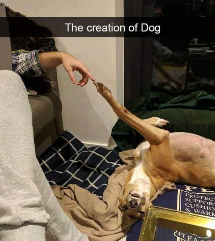 45 Funniest Animal Snapchats That Will Send You Soaring Over The ...