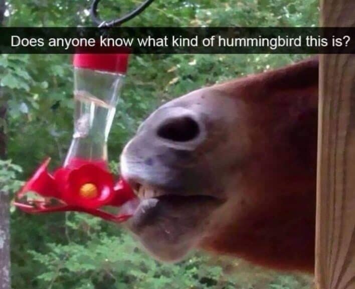 45 Funniest Animal Snapchats That Will Send You Soaring Over The ...