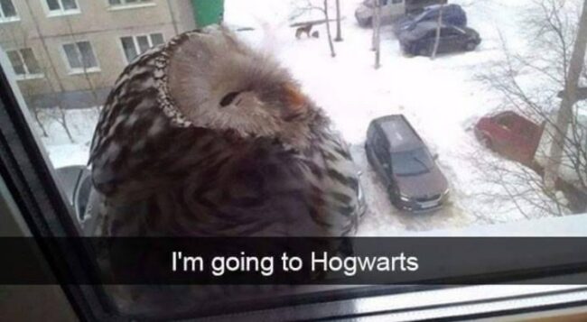45 Funniest Animal Snapchats That Will Send You Soaring Over The ...