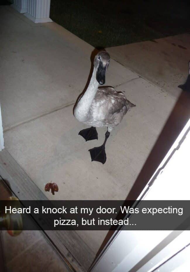 45 Funniest Animal Snapchats That Will Send You Soaring Over The ...