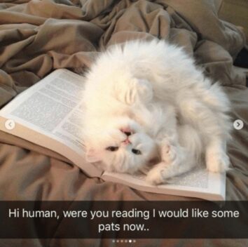 45 Funniest Animal Snapchats That Will Send You Soaring Over The ...