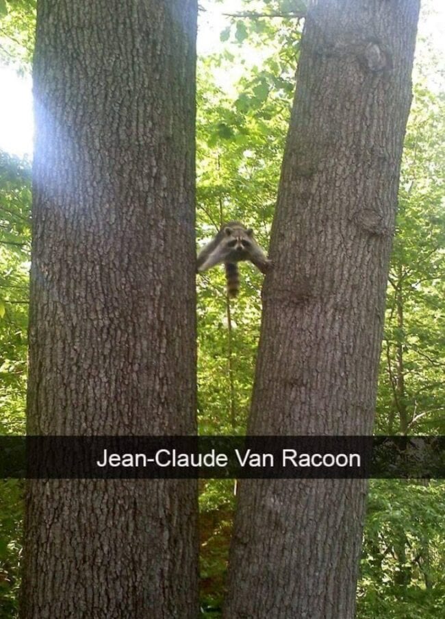 45 Funniest Animal Snapchats That Will Send You Soaring Over The ...